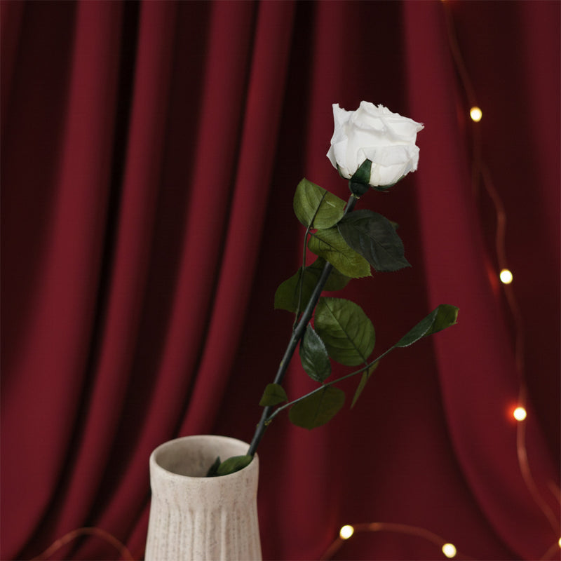 Stabilized white pink - stabilized or dried flower | Flowrette