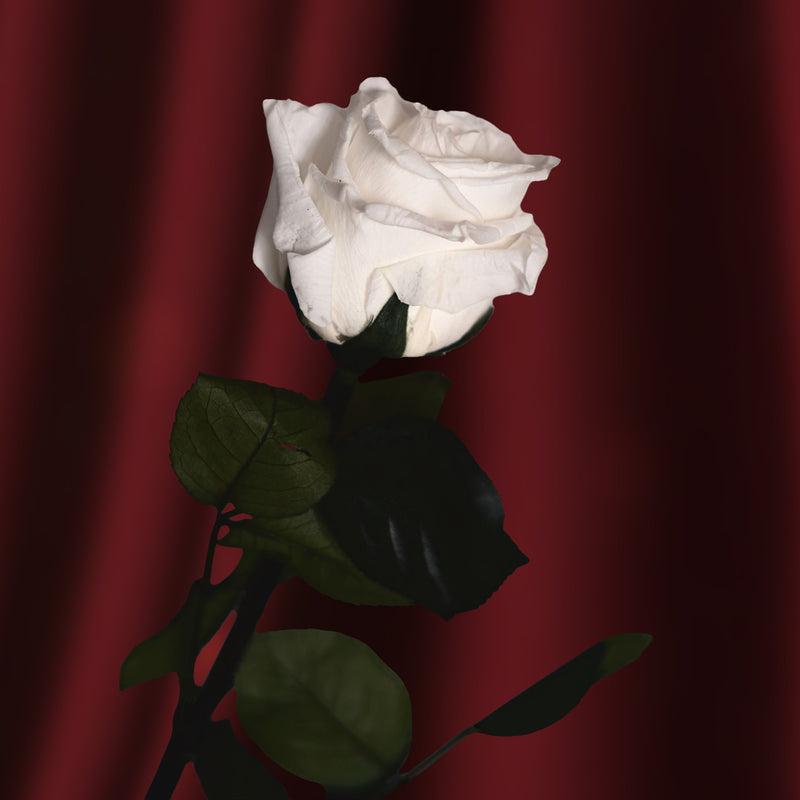 Stabilized white pink - stabilized or dried flower | Flowrette